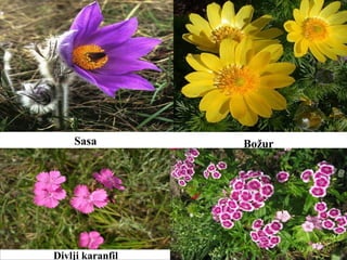 Travni ekosistemi: stepe i planinske rudine | PPT