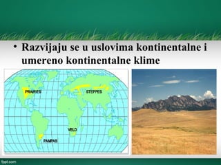 Travni ekosistemi: stepe i planinske rudine | PPT