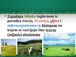 Travni ekosistemi: stepe i planinske rudine | PPT