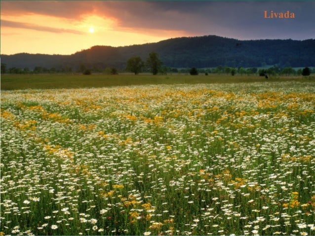 Travni ekosistemi: stepe i planinske rudine