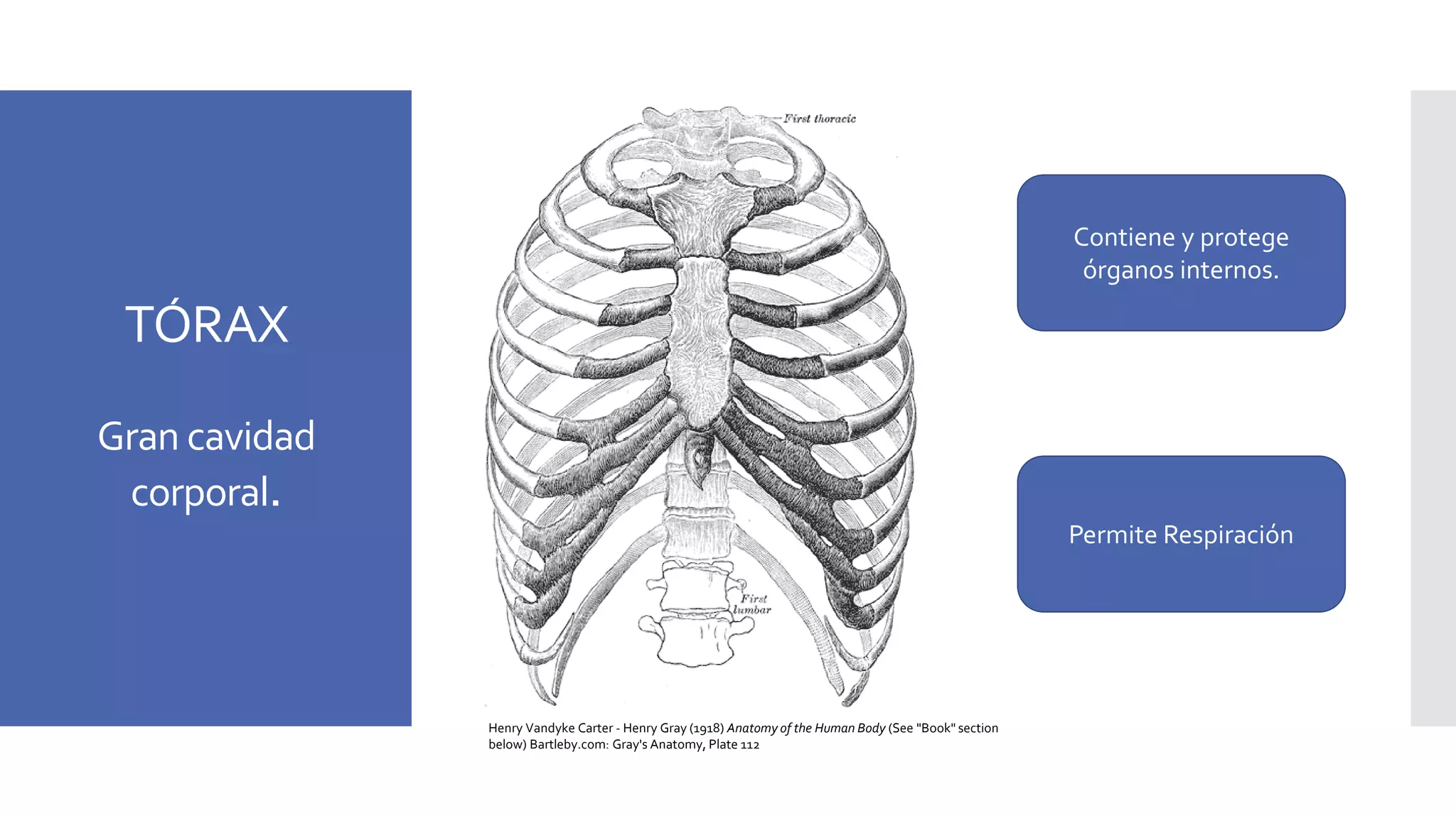 Tórax. Anatomía y Fisiología. | PPTX