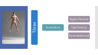 Tórax. Anatomía y Fisiología. | PPTX