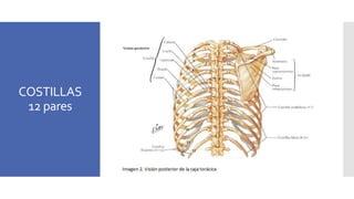 Tórax. Anatomía y Fisiología. | PPTX