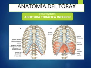 Anatomía Tórax | PPTX