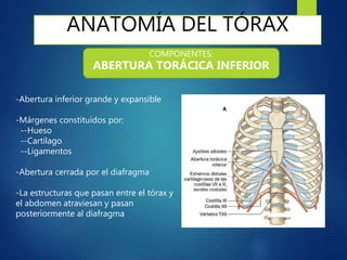 Anatomía Tórax | PPTX
