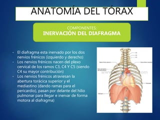 Anatomía Tórax | PPTX