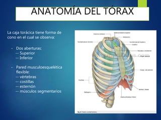 Anatomía Tórax | PPTX