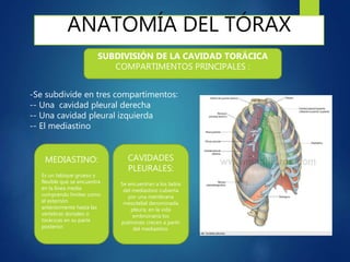Anatomía Tórax | PPTX