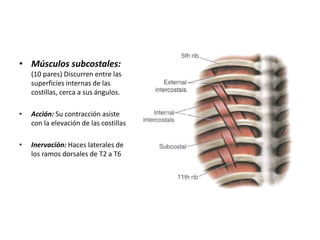 TÓRAX , anatomia del torax , sus partes y contenidos | PPT
