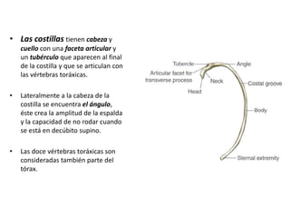 TÓRAX , anatomia del torax , sus partes y contenidos | PPT