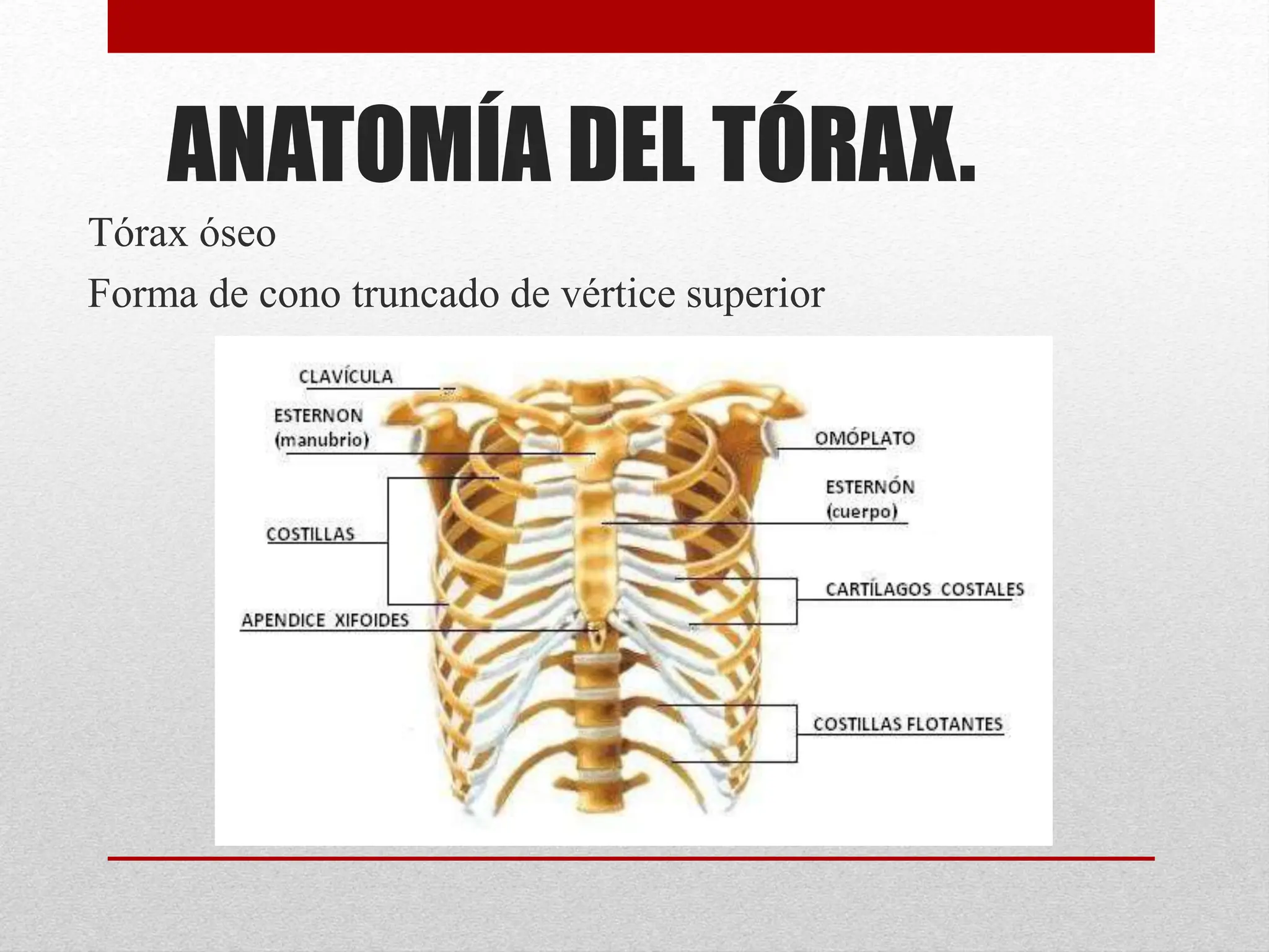 Generalidades y Deformidades del Tórax.pptx