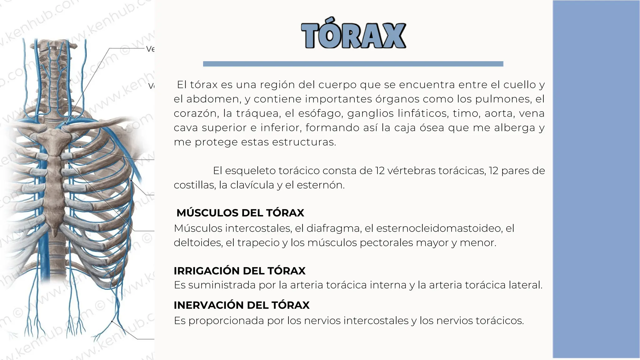 Descripción semiología de tórax para principiantes. | PPT