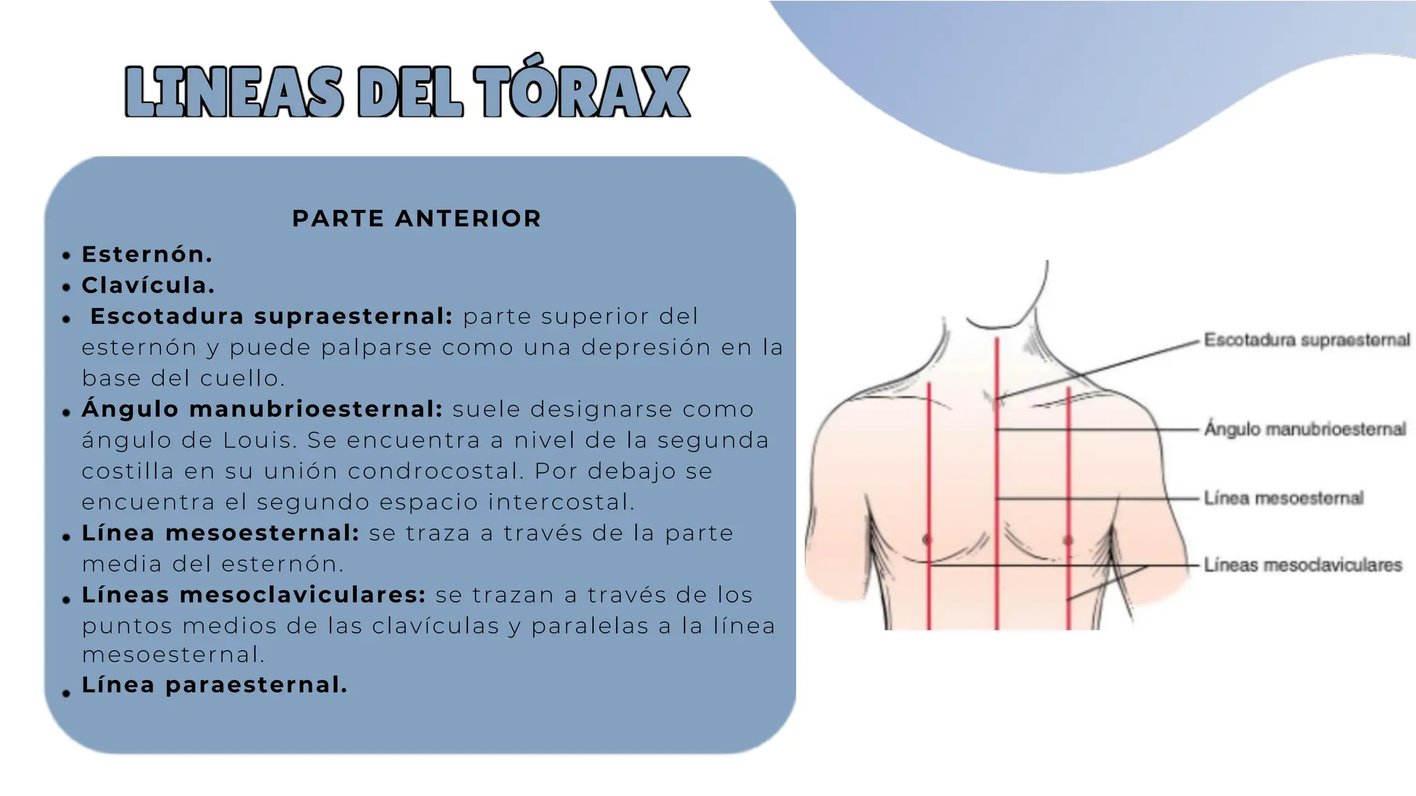 Descripción semiología de tórax para principiantes. | PPT