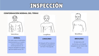 Descripción semiología de tórax para principiantes. | PDF