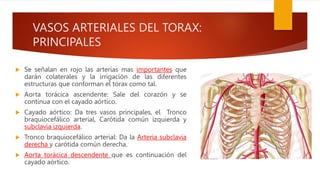 Tórax Cardiovascular, Mediastino, miocardio y pulmón.pptx