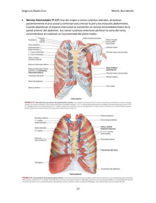Anatomía Tórax anatomía moore8va edición.pdf