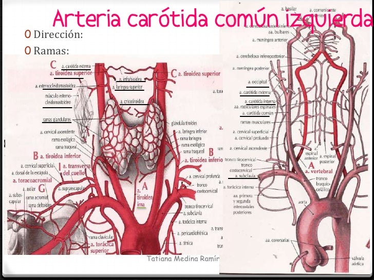 Trayecto de la aorta