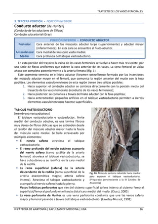 TRAYECTO DE LOS VASOS FEMORALES - Lassalle Becerra.pdf