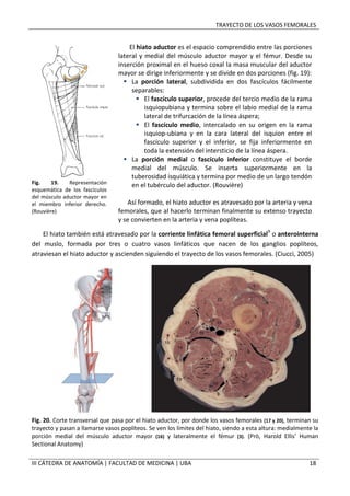 TRAYECTO DE LOS VASOS FEMORALES - Lassalle Becerra.pdf