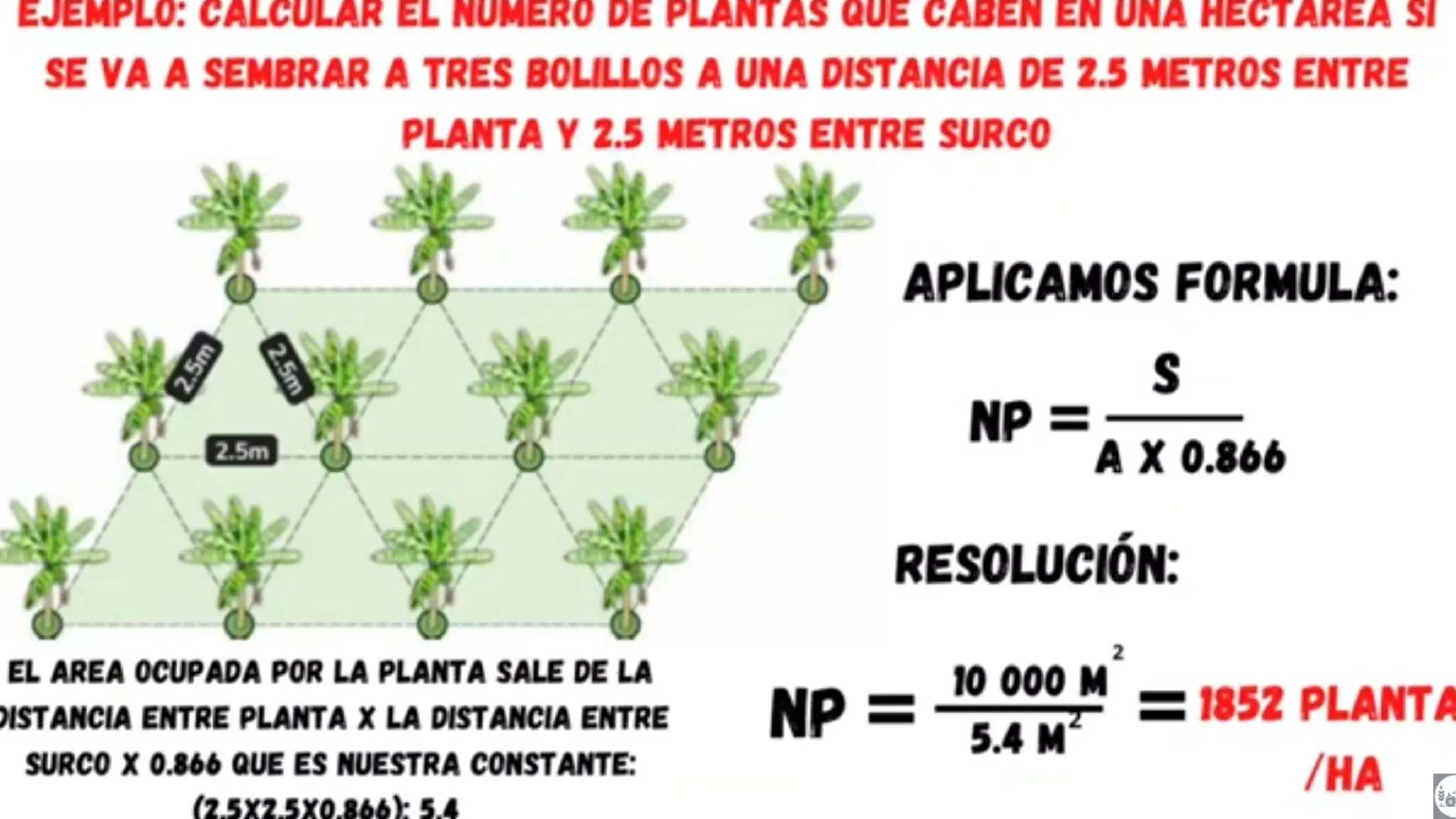 trazado para saber la densidad de siembra.pptx