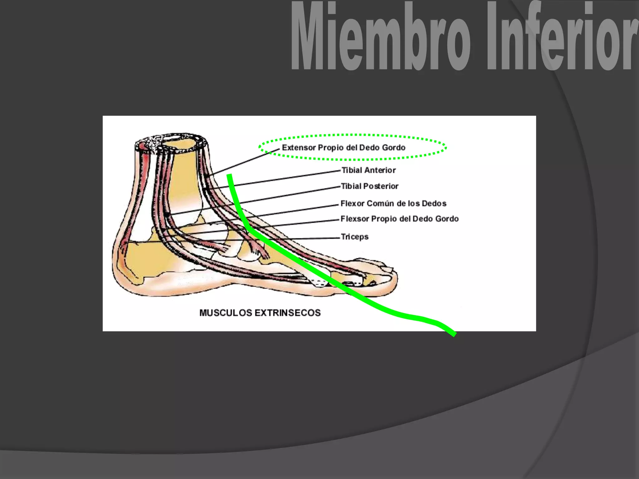 anatomía: músculos del pie | PPTX