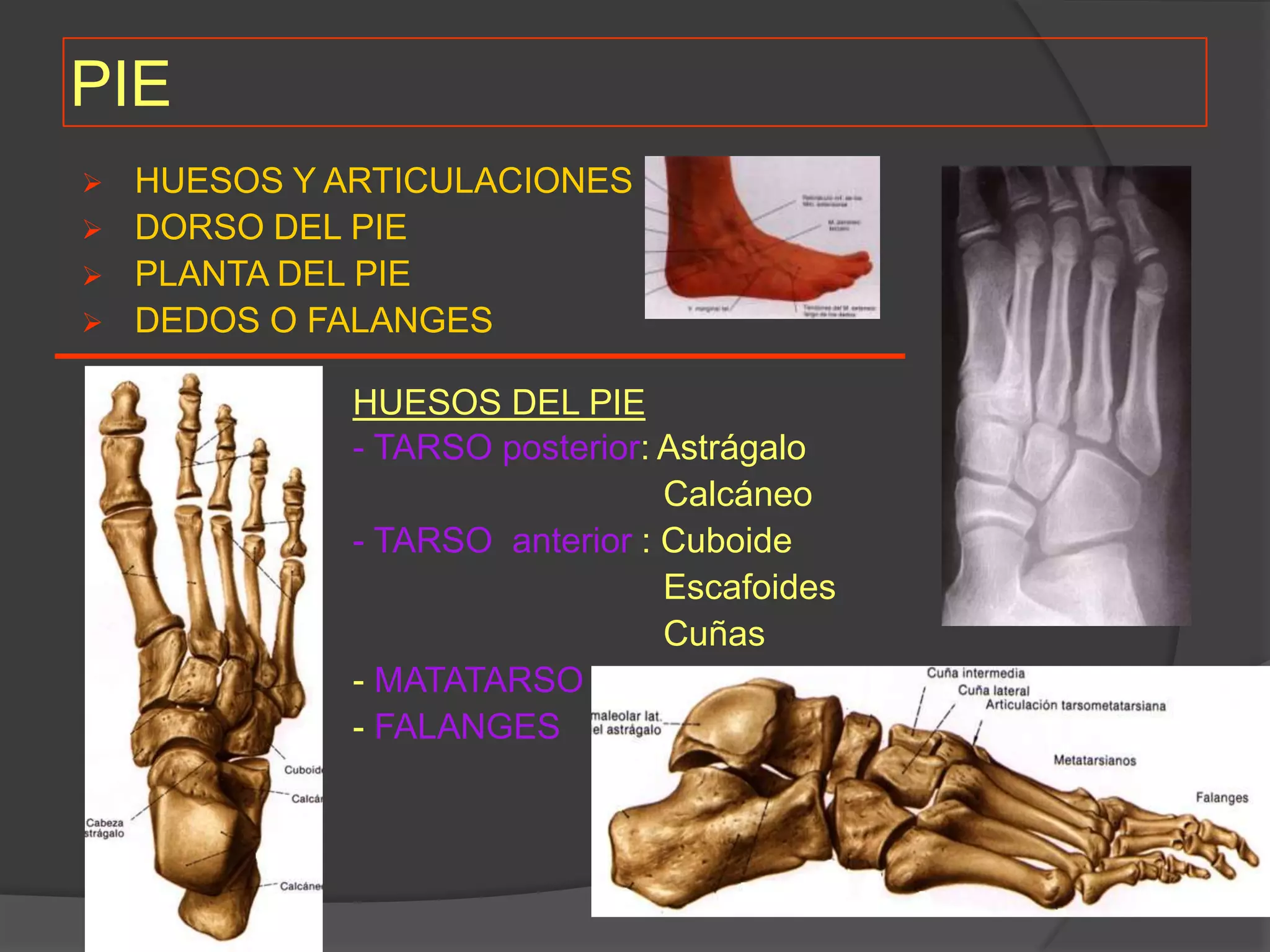 anatomía: músculos del pie | PPTX