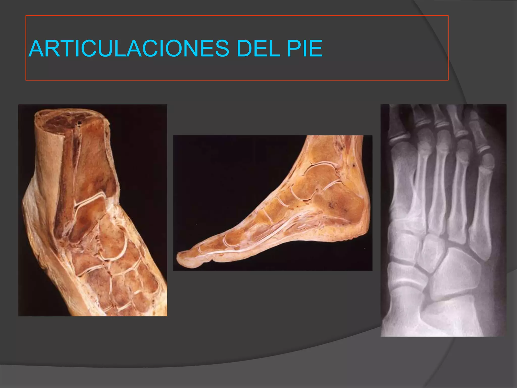 anatomía: músculos del pie | PPTX