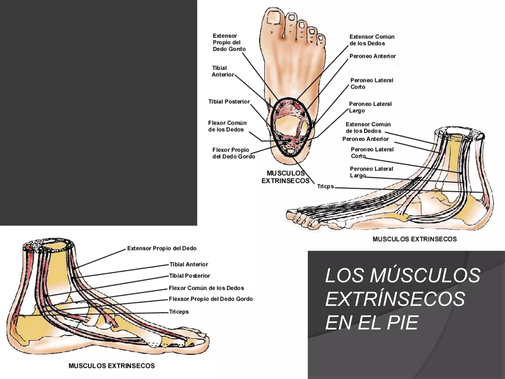 anatomía: músculos del pie | PPTX