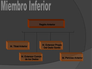 anatomía: músculos del pie | PPTX