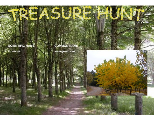 Treasure Hunt1 | PPT | Biological Sciences | Science