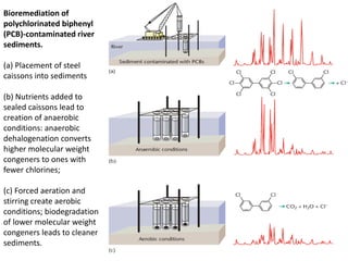Water pollution and the category with the details | PPT