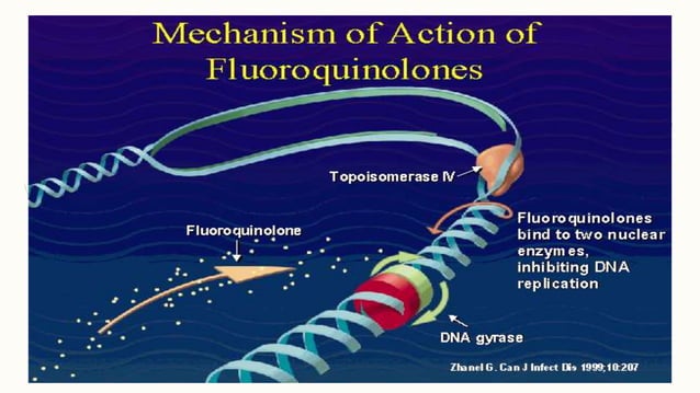 Quinolones | PPTX