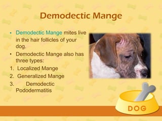 Localized Demodectic Mange