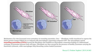 Treatment in cystinosis | PPT