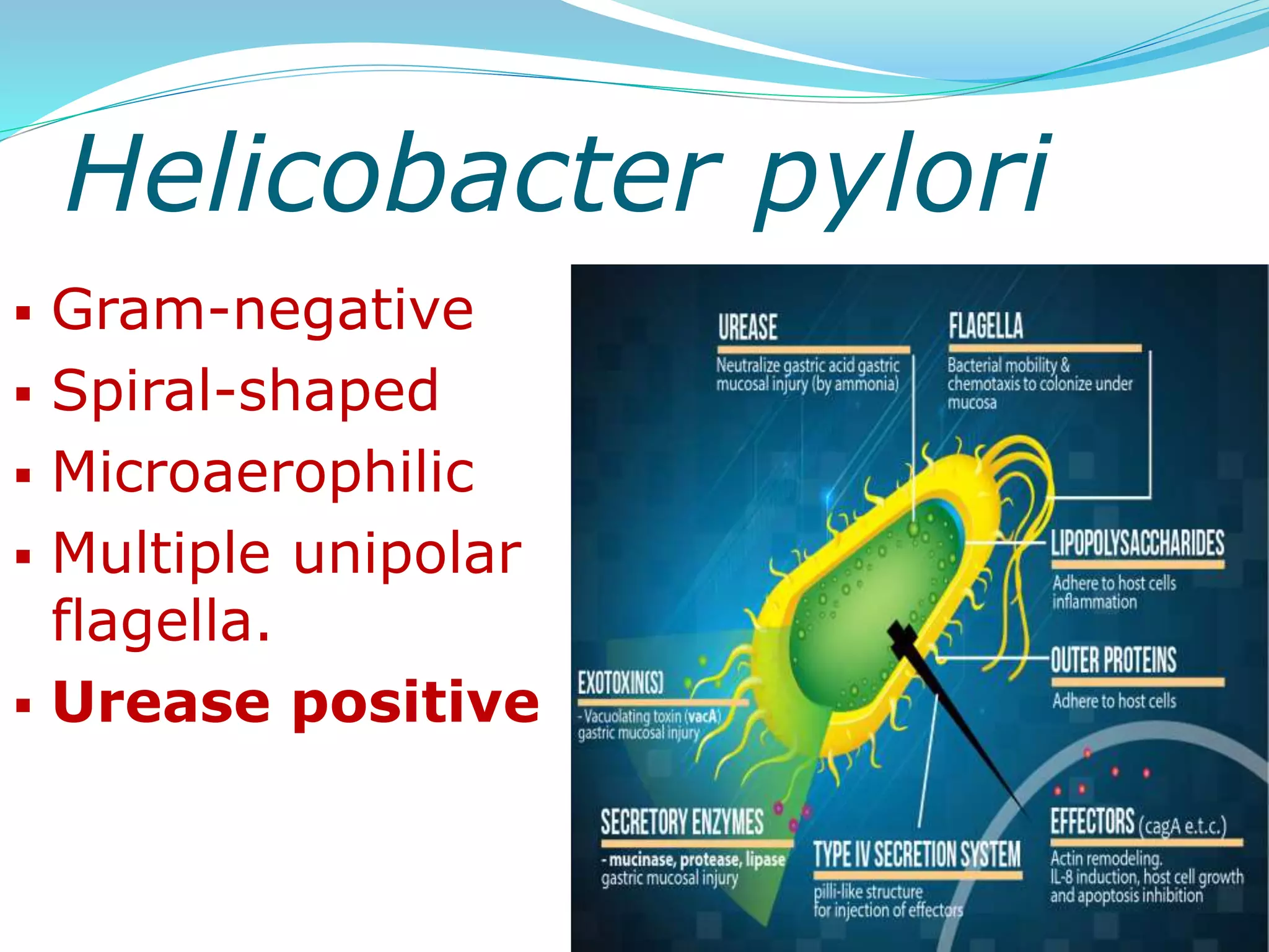 Treatment of Helicobacter pylori | PPTX