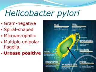 Treatment of Helicobacter pylori | PPTX