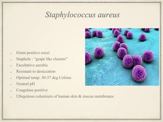 Treatment of mrsa infection | PPTX