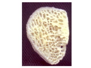 implant placement protocol where and when | PPTX