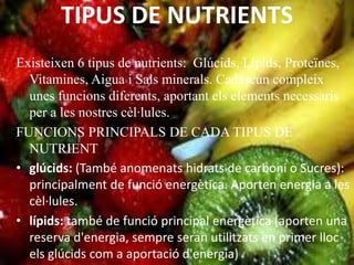 Treball de bio-gio | PPT