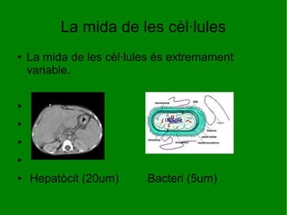 Treball de biologia jejejej alarcon | ODP