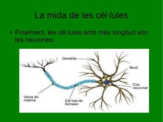 Treball de biologia jejejej alarcon | ODP