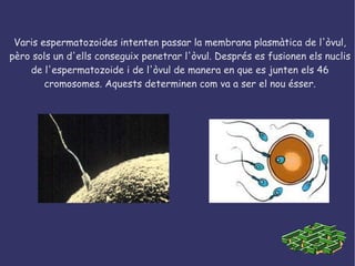 Treball fecundació | PPT