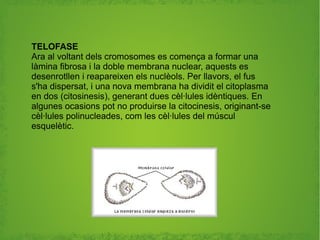 MITOSI I MEIOSI | ODP