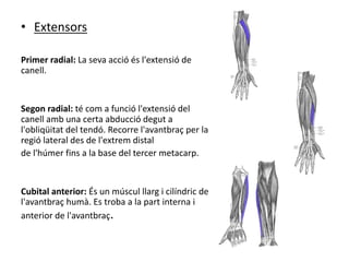 Treball musculs i ossos | PPT