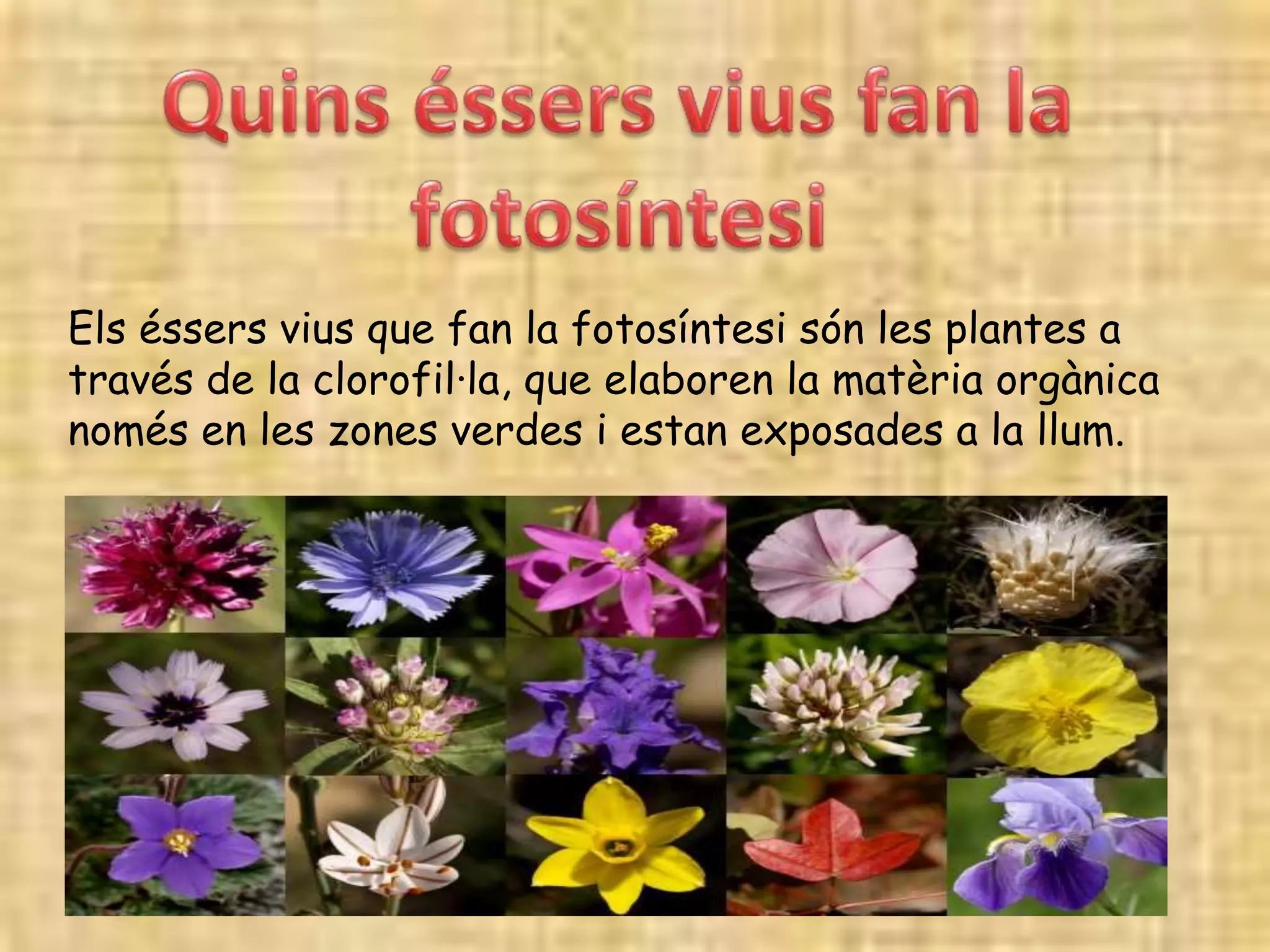 Treball natus definitiu | PPT