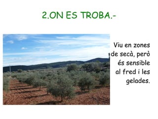 Treball olivera | PPT | Free Download