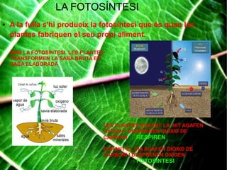 Les plantes | PPT