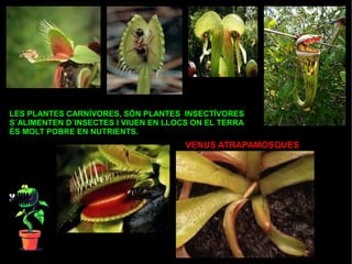 Les plantes | PPT