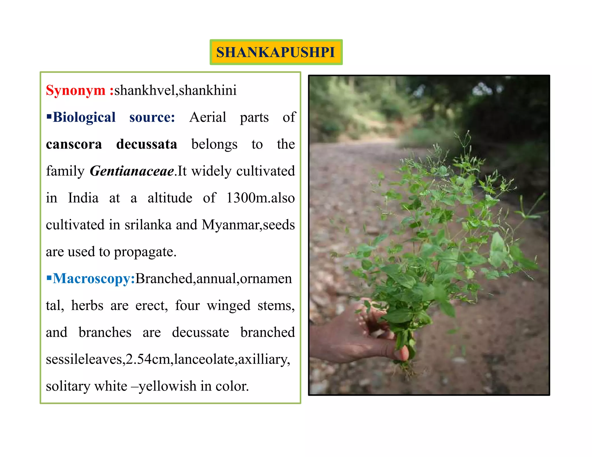 STUDY OF TRADITIONAL DRUGS | PDF