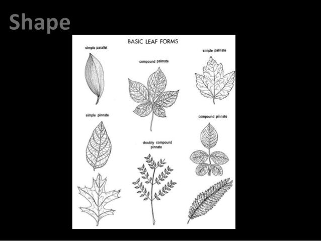 Identifying Trees West Virginia